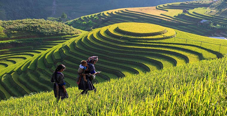 Wonderful rice terraces in Sapa Vietnam